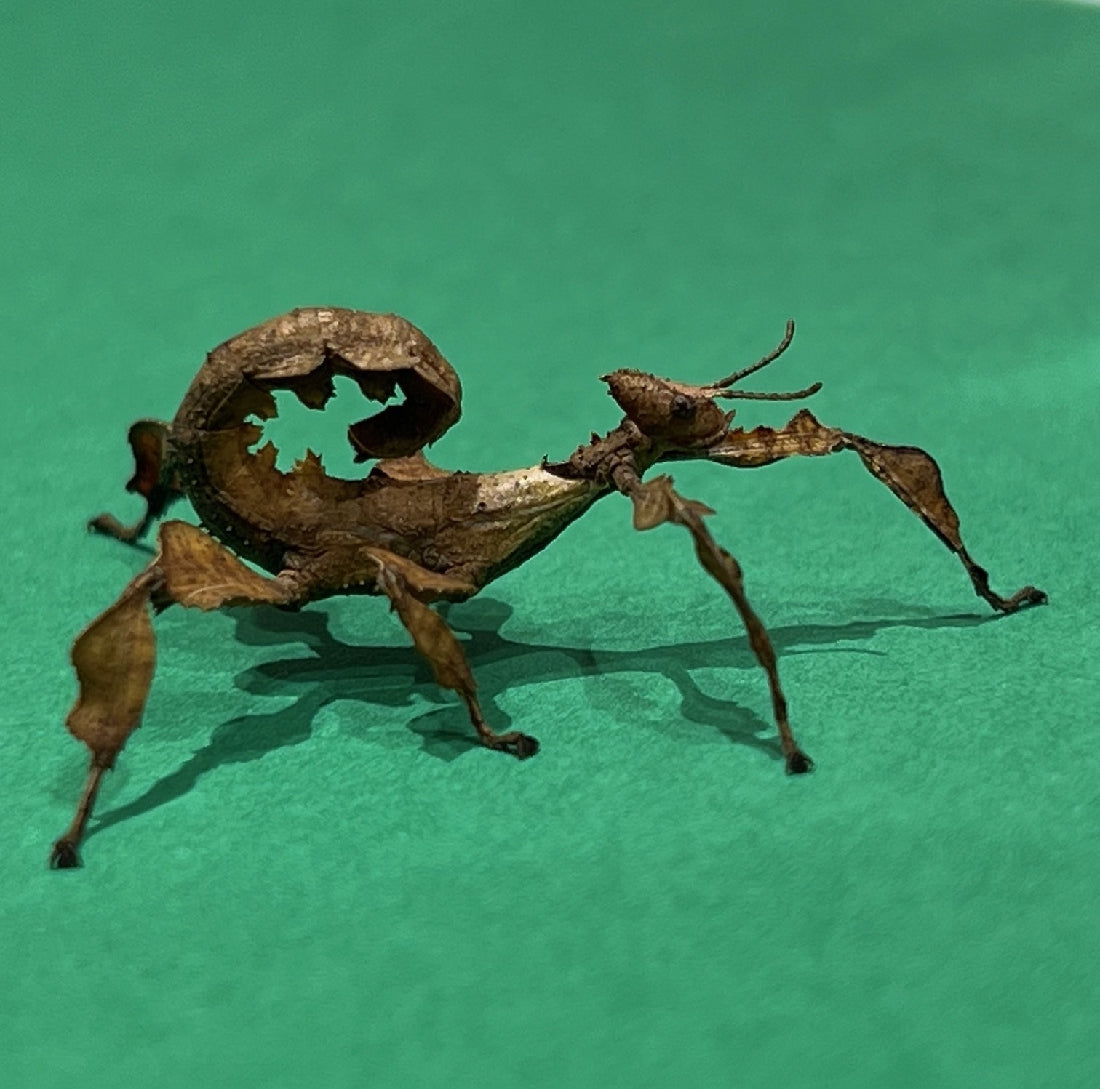 SPINY LEAF INSECT – Pittwater Pets