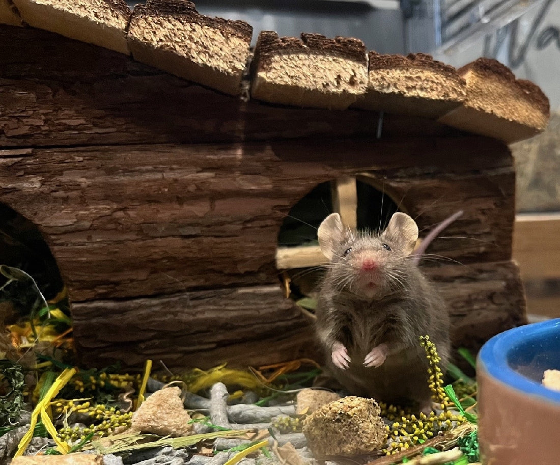 FANCY MICE FEMALE + MALE – Pittwater Pets