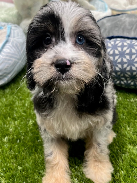 PUP TOY CAVOODLE FEMALE BLUE MERLE AND TAN 065 – Pittwater Pets