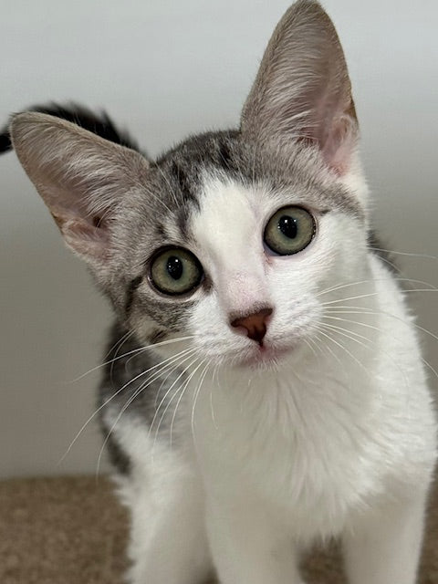 RESCUE KITTEN DSH FEMALE SILVER TABBY AND WHITE 490 - POSIE – Pittwater ...